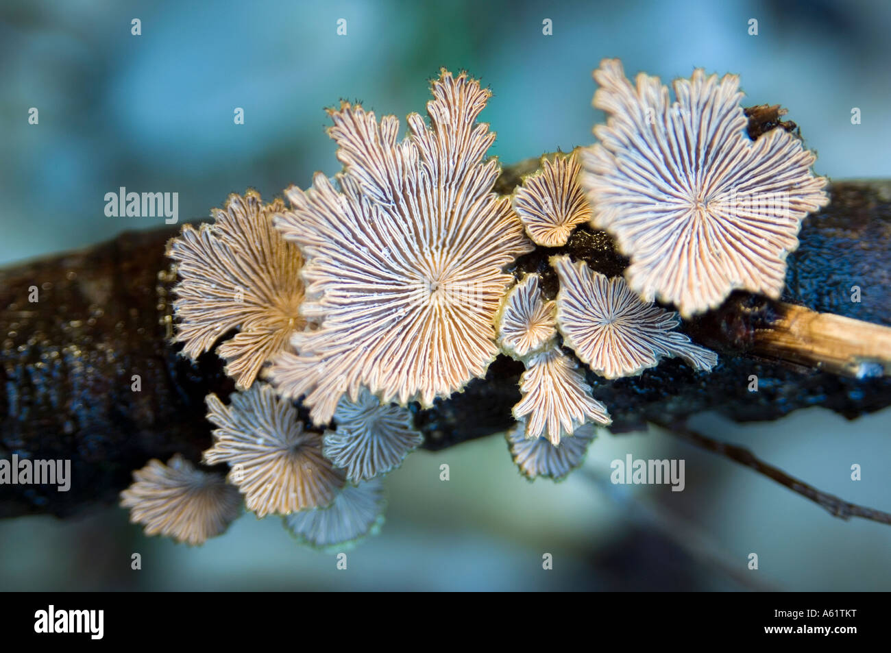 Schizophyllum commune hi-res stock photography and images - Alamy
