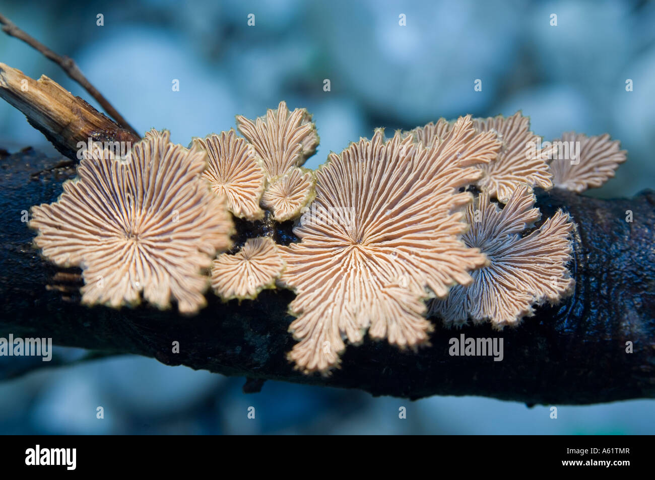 Schizophyllum hi-res stock photography and images - Alamy