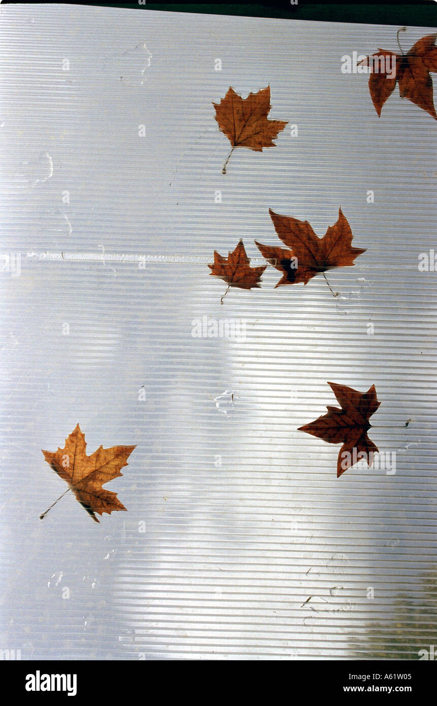 dead leaves on transparent plastic roof Stock Photo - Alamy