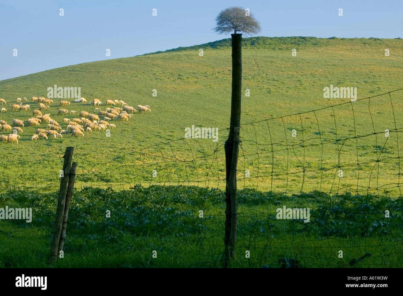 Roman campagna rome hi-res stock photography and images - Alamy
