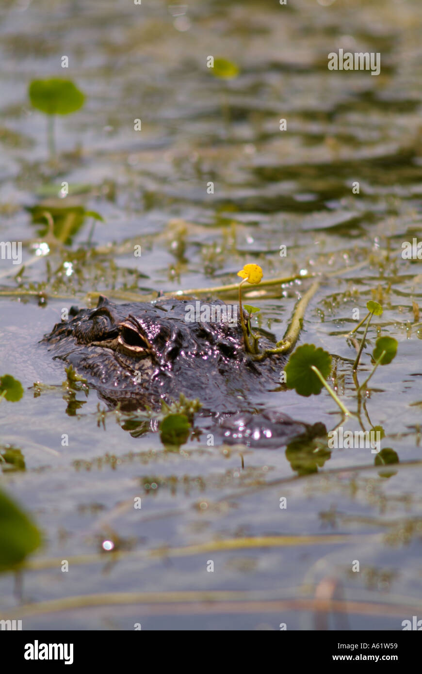American alligator Alligator mississippiensis reptiles wetlands Stock ...