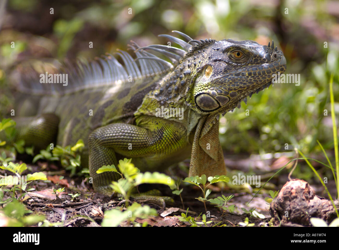 Iguana lizards reptiles cold blooded Stock Photo - Alamy