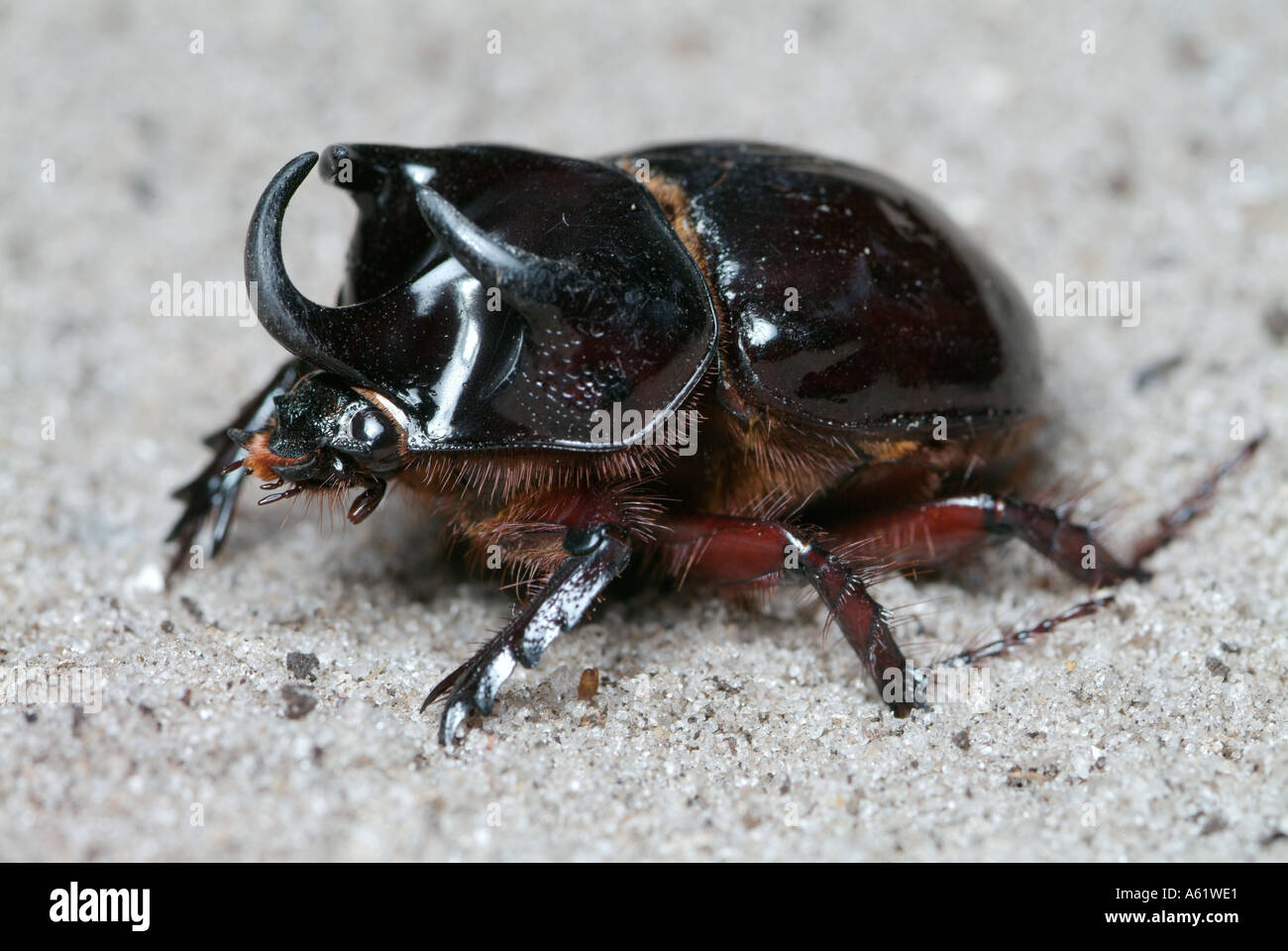 rhinoceros beetle ox beetle Strategus species insects bugs beetles Stock Photo - Alamy