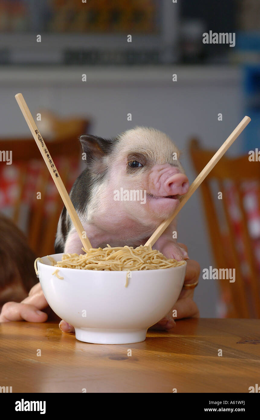 Chinese New Year Pig eating noodles, Pennywell Farm, Buckfast Devon ...