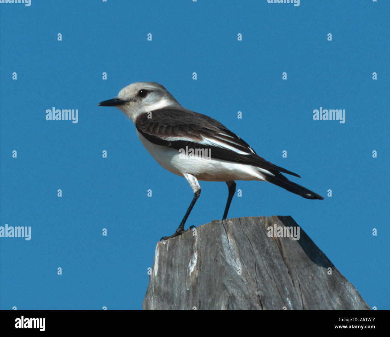 White rumped monjita Xolmis velata Serra da Canastra Brazil Stock Photo ...