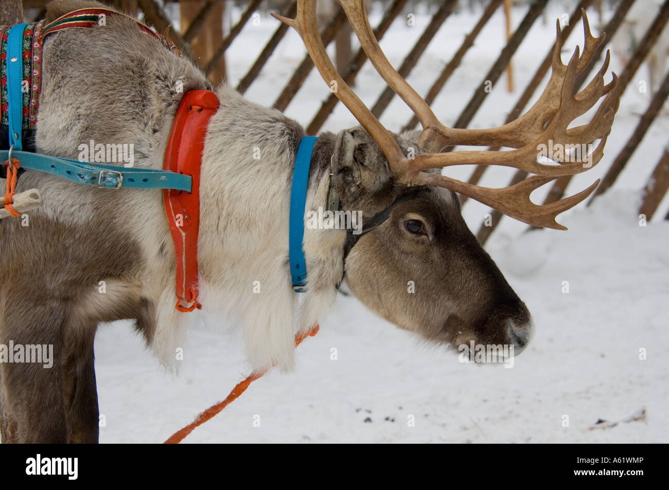 Portrait of a reindeer at a reindeer farm, Luosto, Lapland, Northern ...
