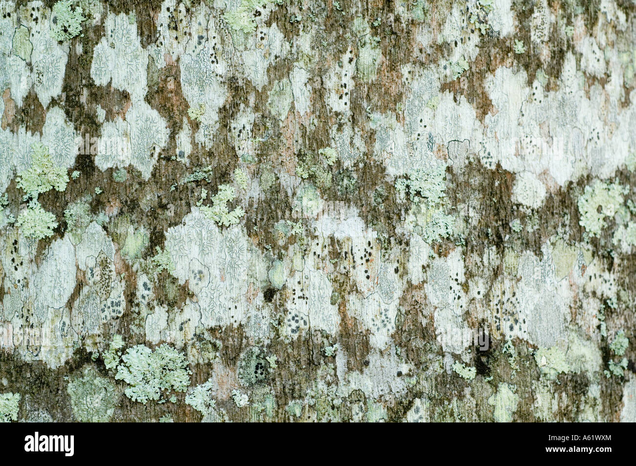 Puerto Rican Royal Palm (Roystonea borinqueana) close-up of lichen ...