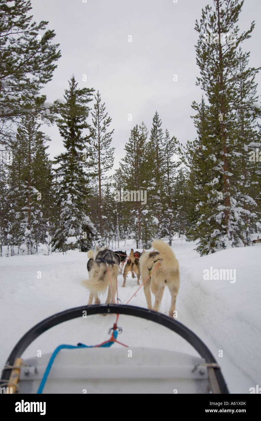 Husky sledding through the forest, Luosto, Lapland, Northern Finland ...