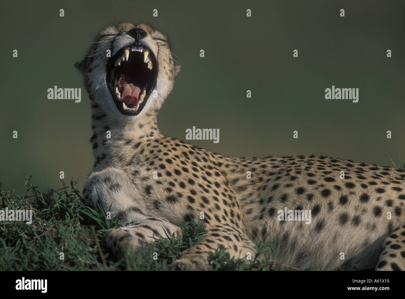 Cheetah mouth wide open hi-res stock photography and images - Alamy