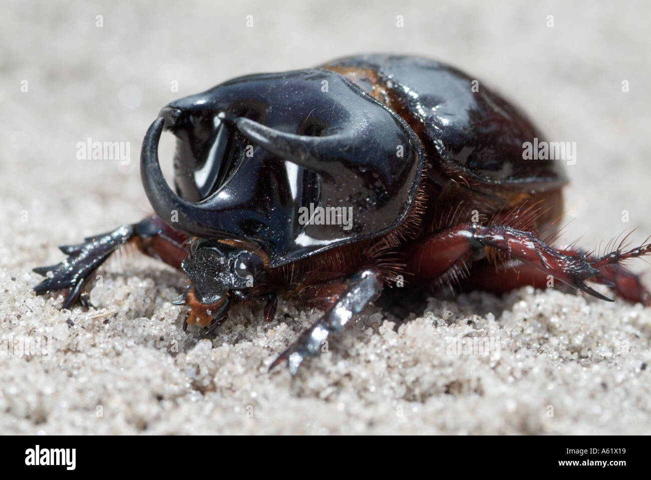 rhinoceros beetle ox beetle Strategus species insects bugs beetles ...