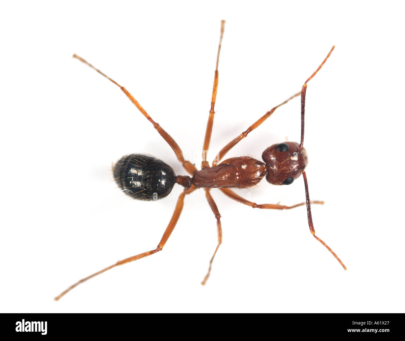 allegheny mound ant Formica exsectoides insects bugs ants Stock Photo ...