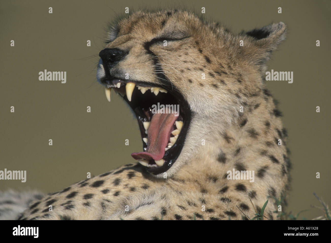 Kenya Masai Mara Game Reserve Adult Female Cheetah Acinonyx jubatas ...