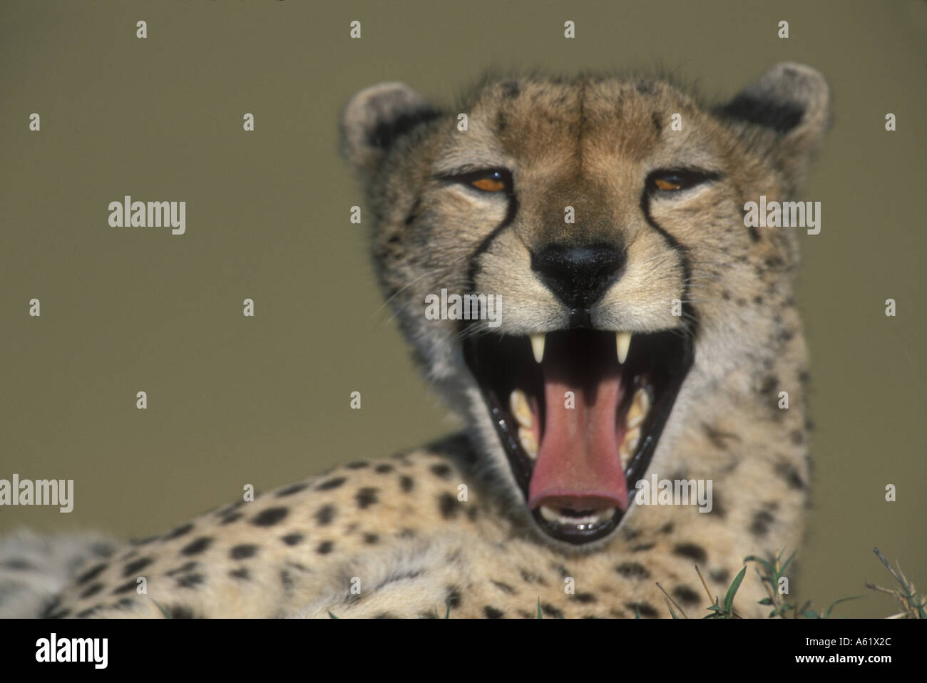 Cheetah laughing hi-res stock photography and images - Alamy