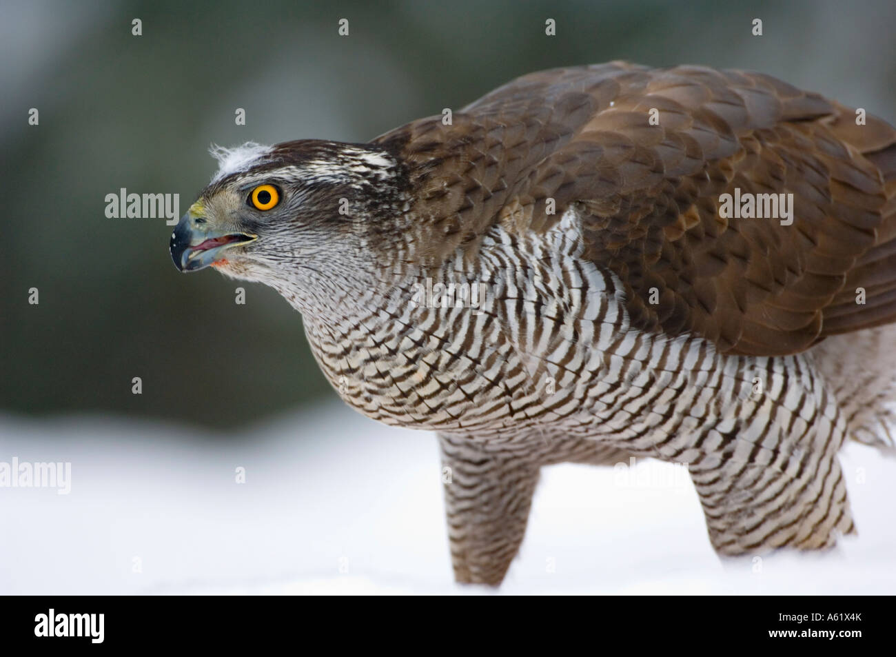Adult Female Goshawk (Accipiter gentilis). Wild bird taken from a hide ...