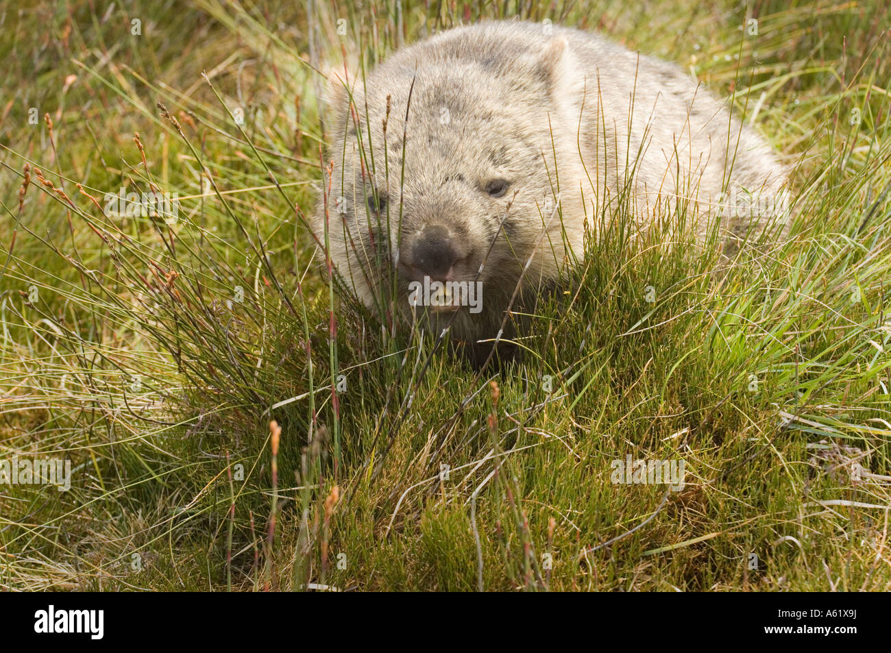 Wombat eating hi-res stock photography and images - Alamy