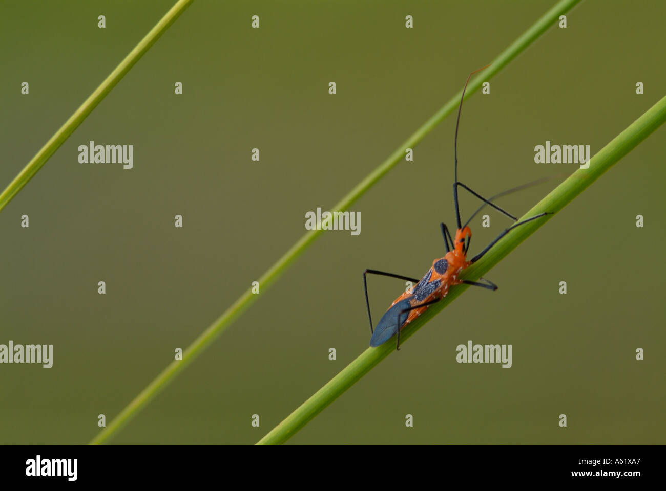 assassin bug family Reduviidae insects bugs Stock Photo - Alamy