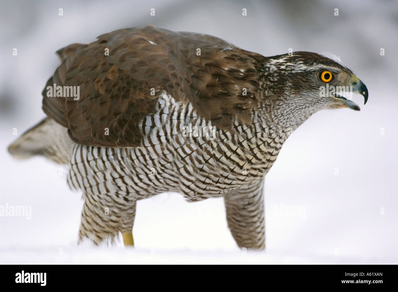 Goshawk female hi-res stock photography and images - Alamy