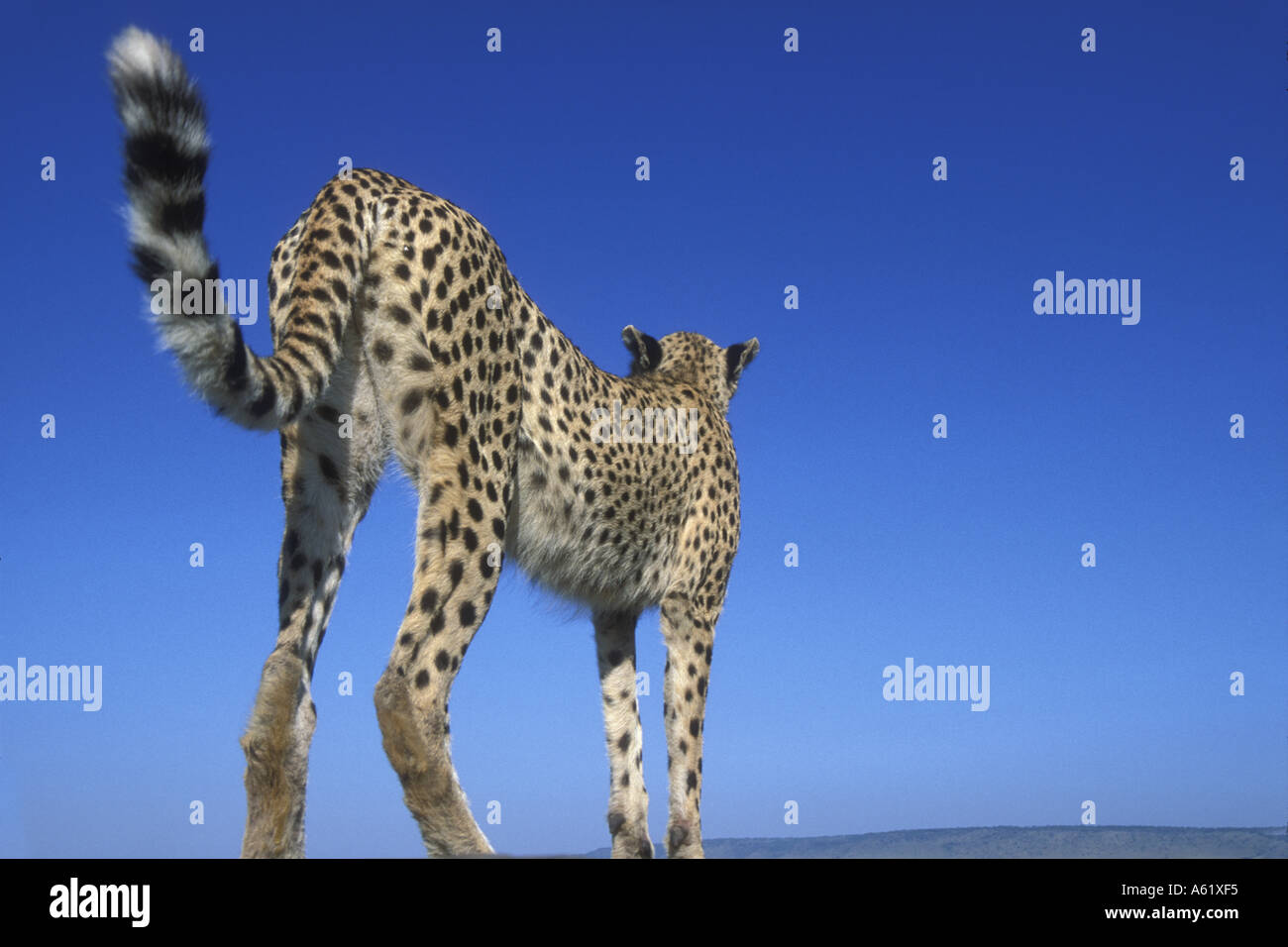 Cheetah From Behind High Resolution Stock Photography and Images - Alamy