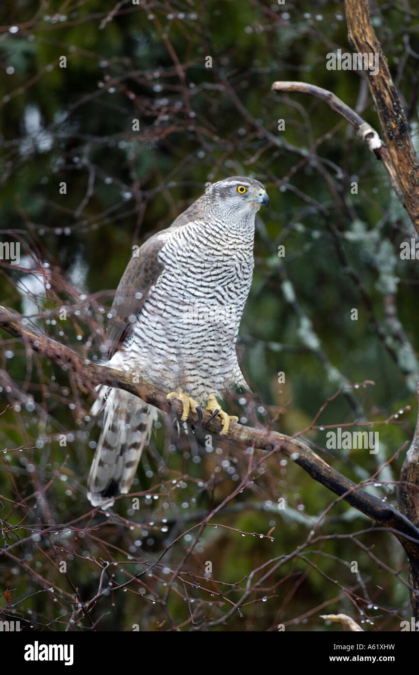 Female goshawk hi-res stock photography and images - Alamy