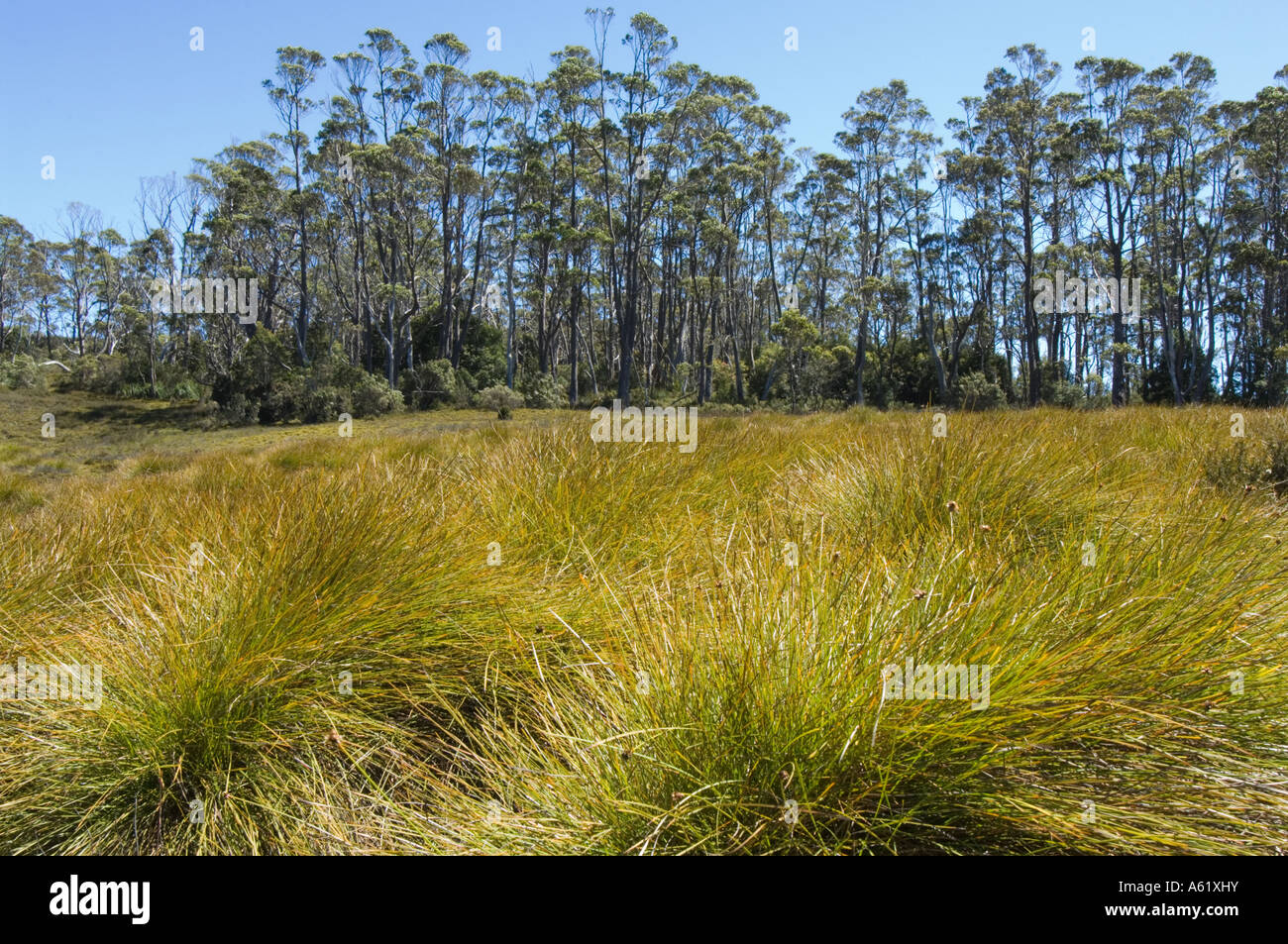 The Button Grass (Mesomelaena sphaerocephala) dominates the alpine wet ...