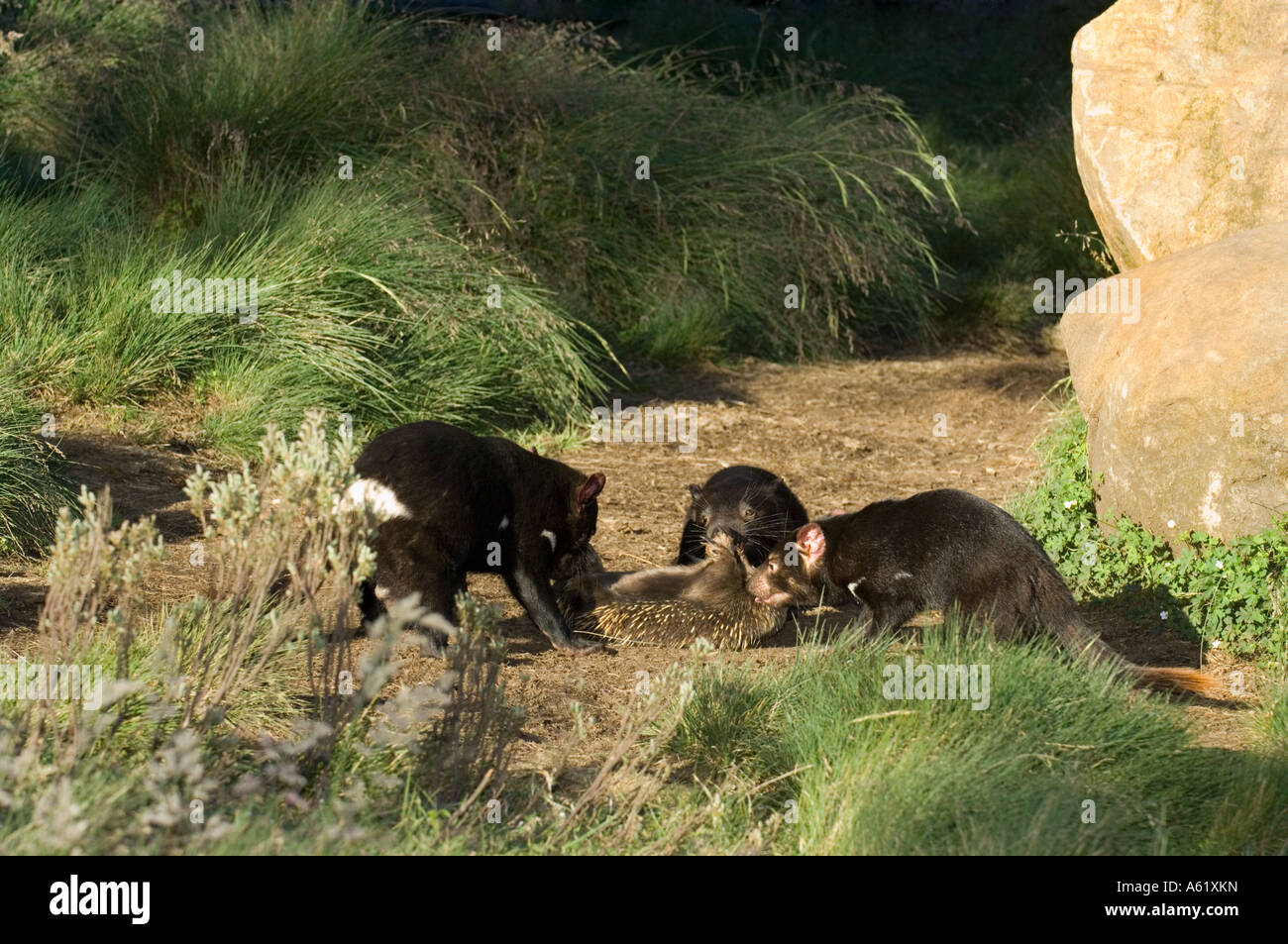 Tasmanian devil eating hi-res stock photography and images - Alamy