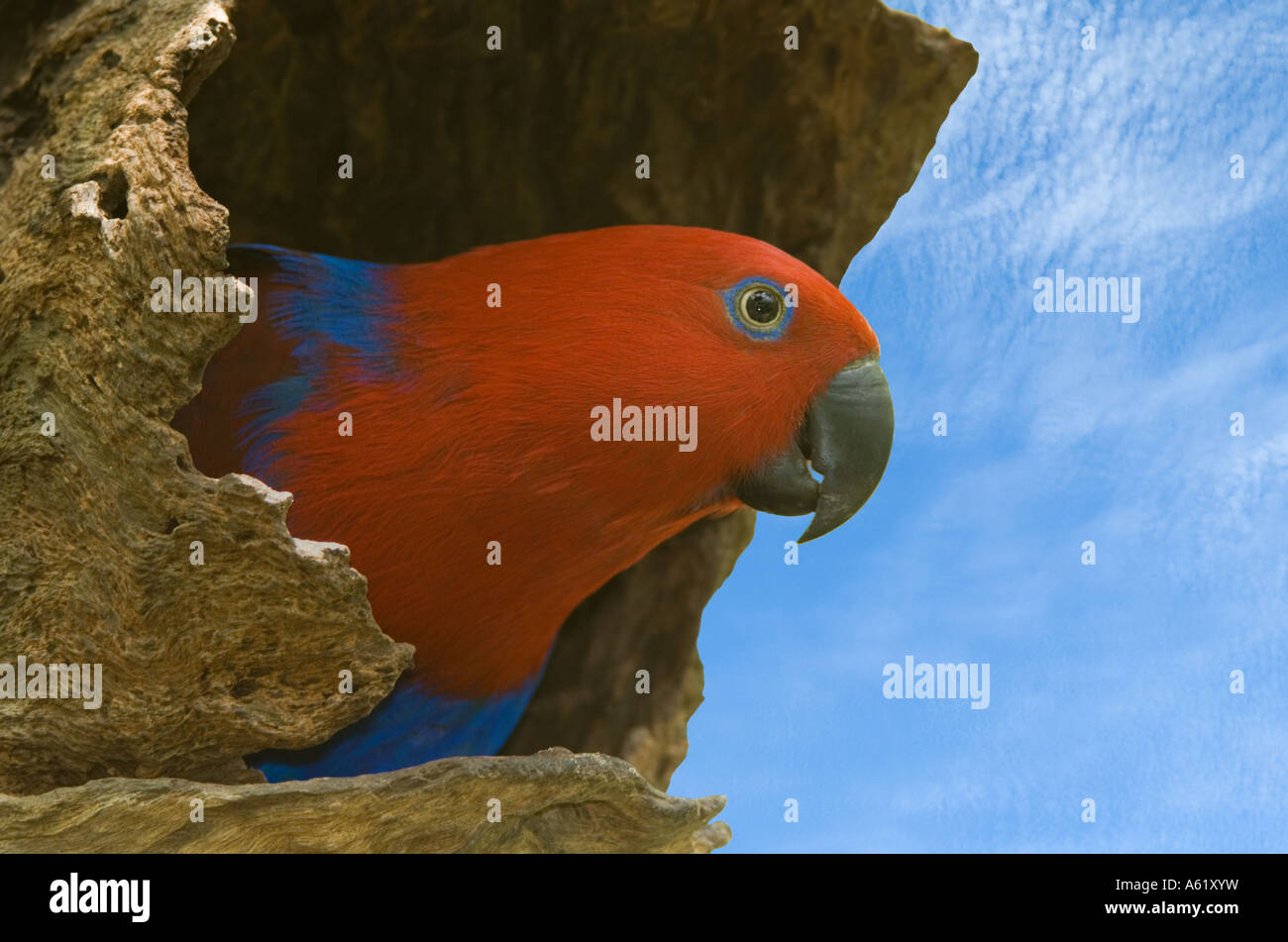 Eclectus Parrot (Eclectus roratus) adult female, perched at the nest ...