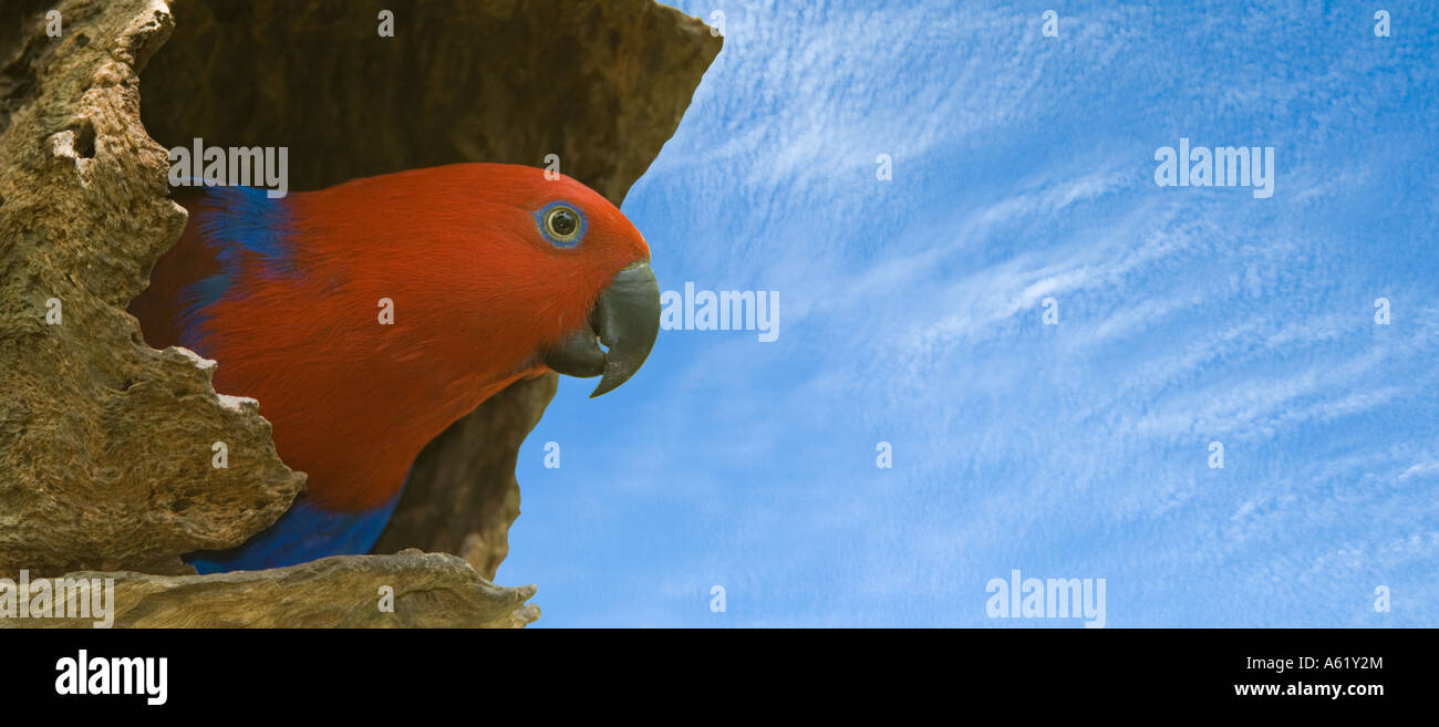 Australian eclectus parrot hi-res stock photography and images - Alamy