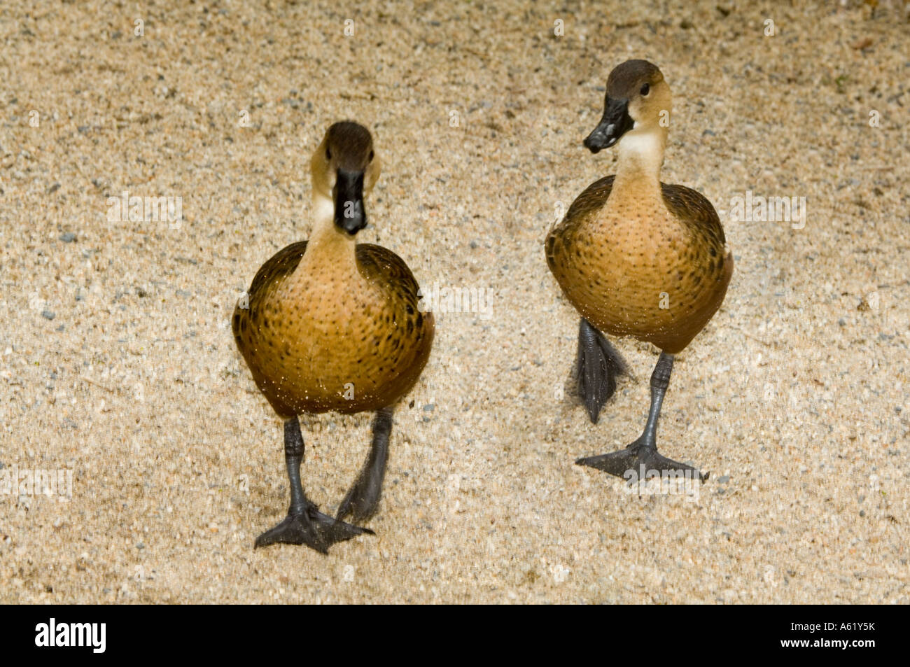 Wandering Whistling Ducks (Dendrocygna arcuata) pair walking, Australia ...