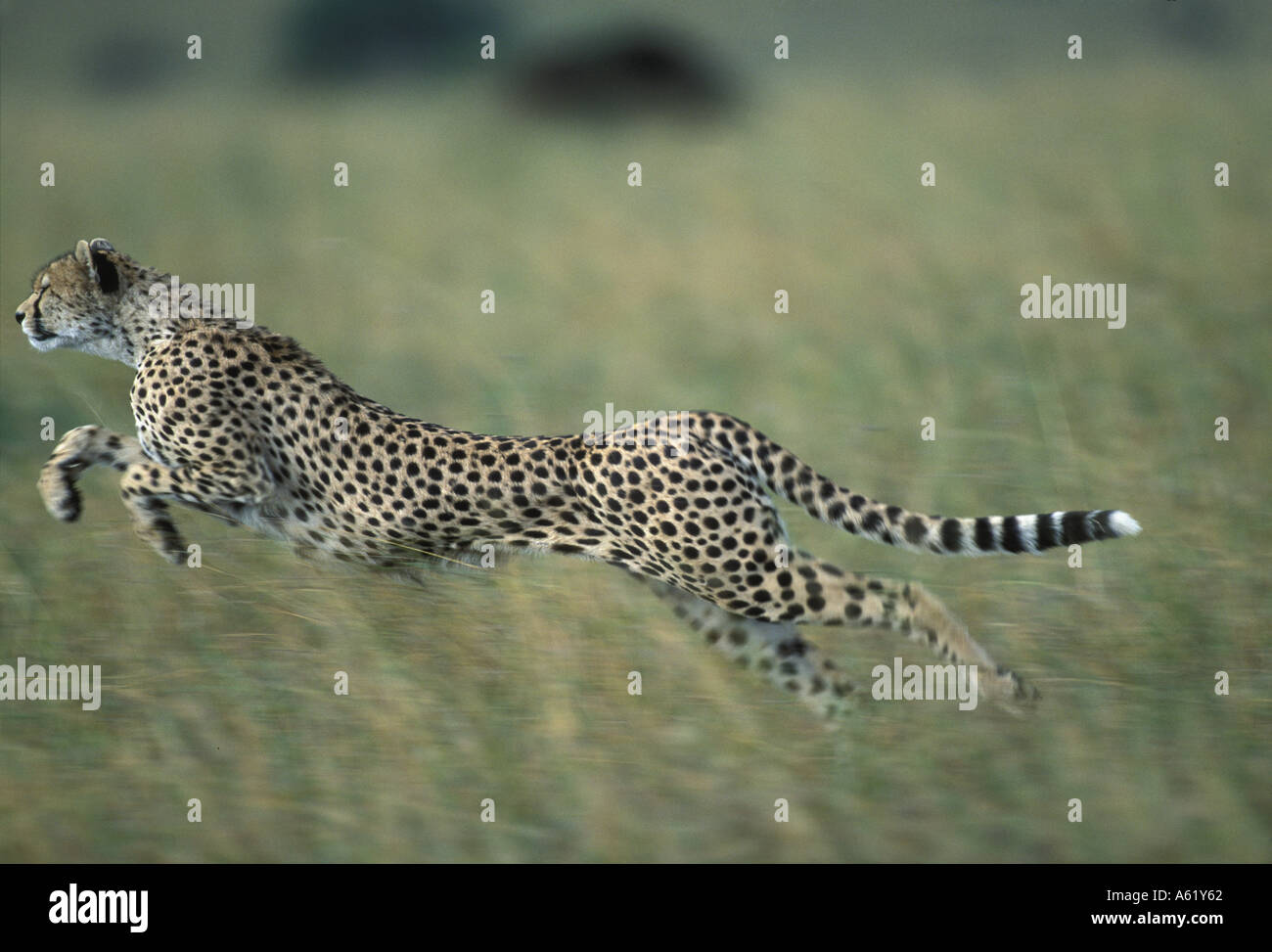 Cheetah running through grass hi-res stock photography and images - Alamy