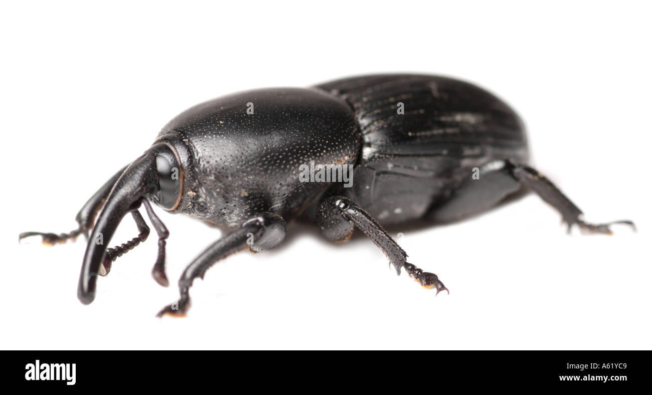 Agave billbug scyphophorus acupunctatus insects Cut Out Stock Images ...