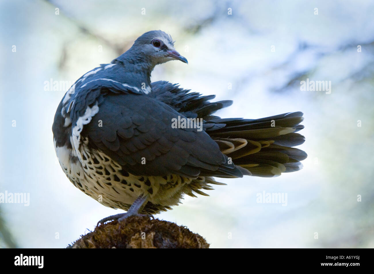 Wonga pigeon australia hi-res stock photography and images - Alamy