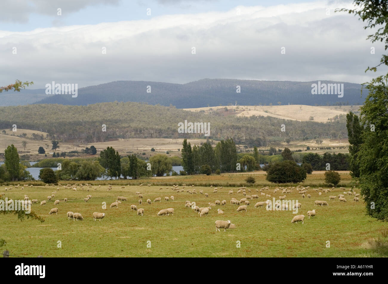 Tasmanian farming hi-res stock photography and images - Alamy