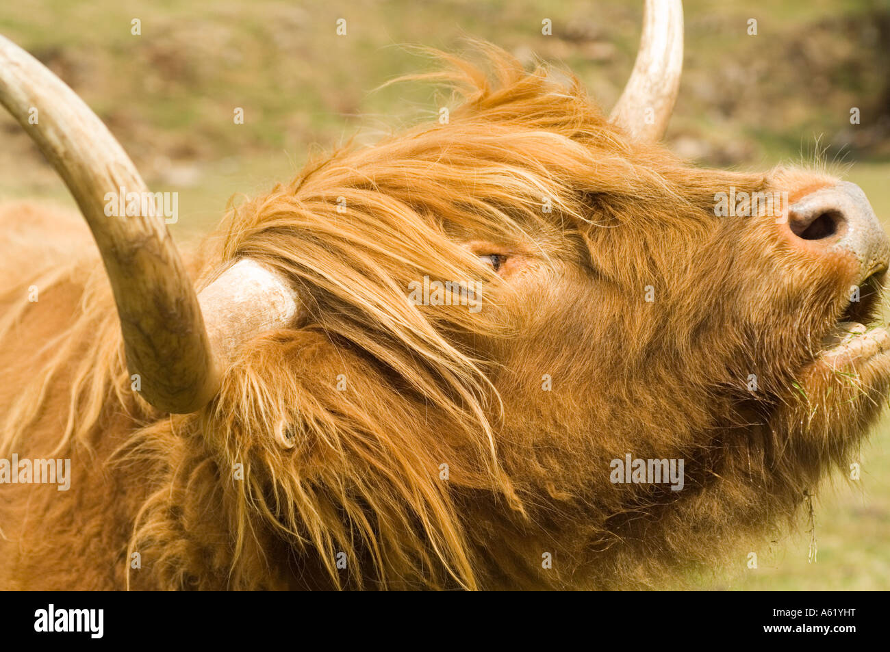 Highland cattle, longhorn or Hairy Coo are an ancient Scottish breed of ...