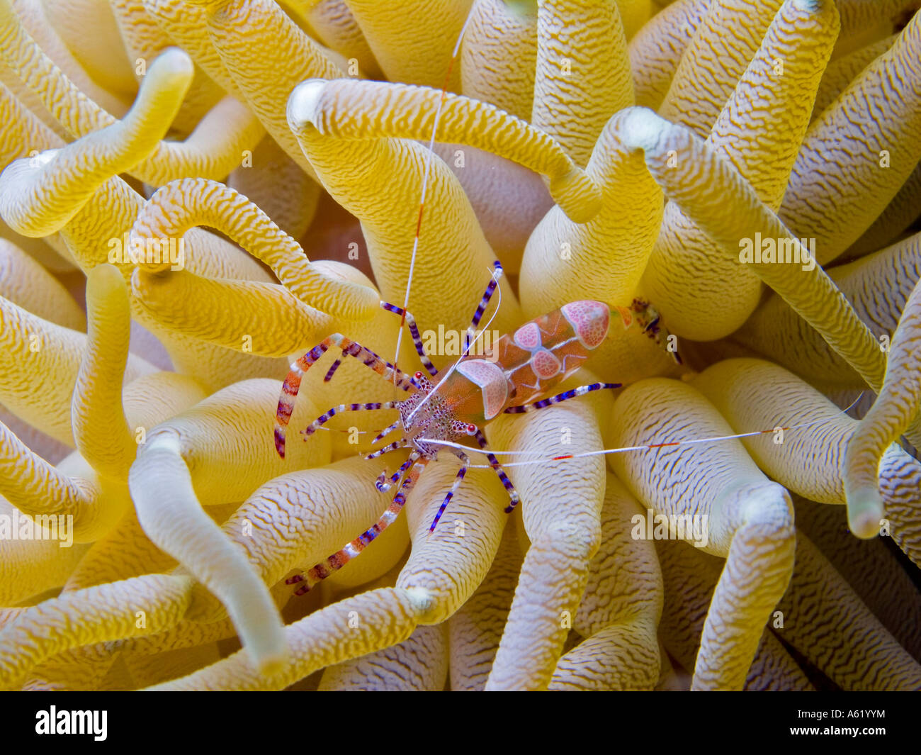 Spotted cleaner chrimp Stock Photo - Alamy