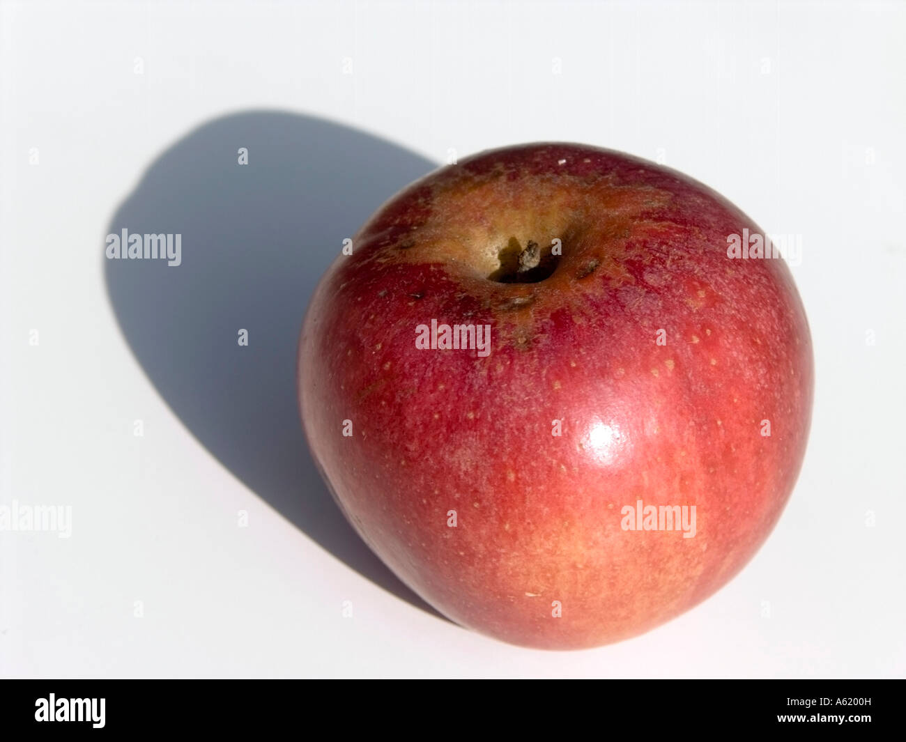 mela annurca apple on a white background, tipical product fron naples ...
