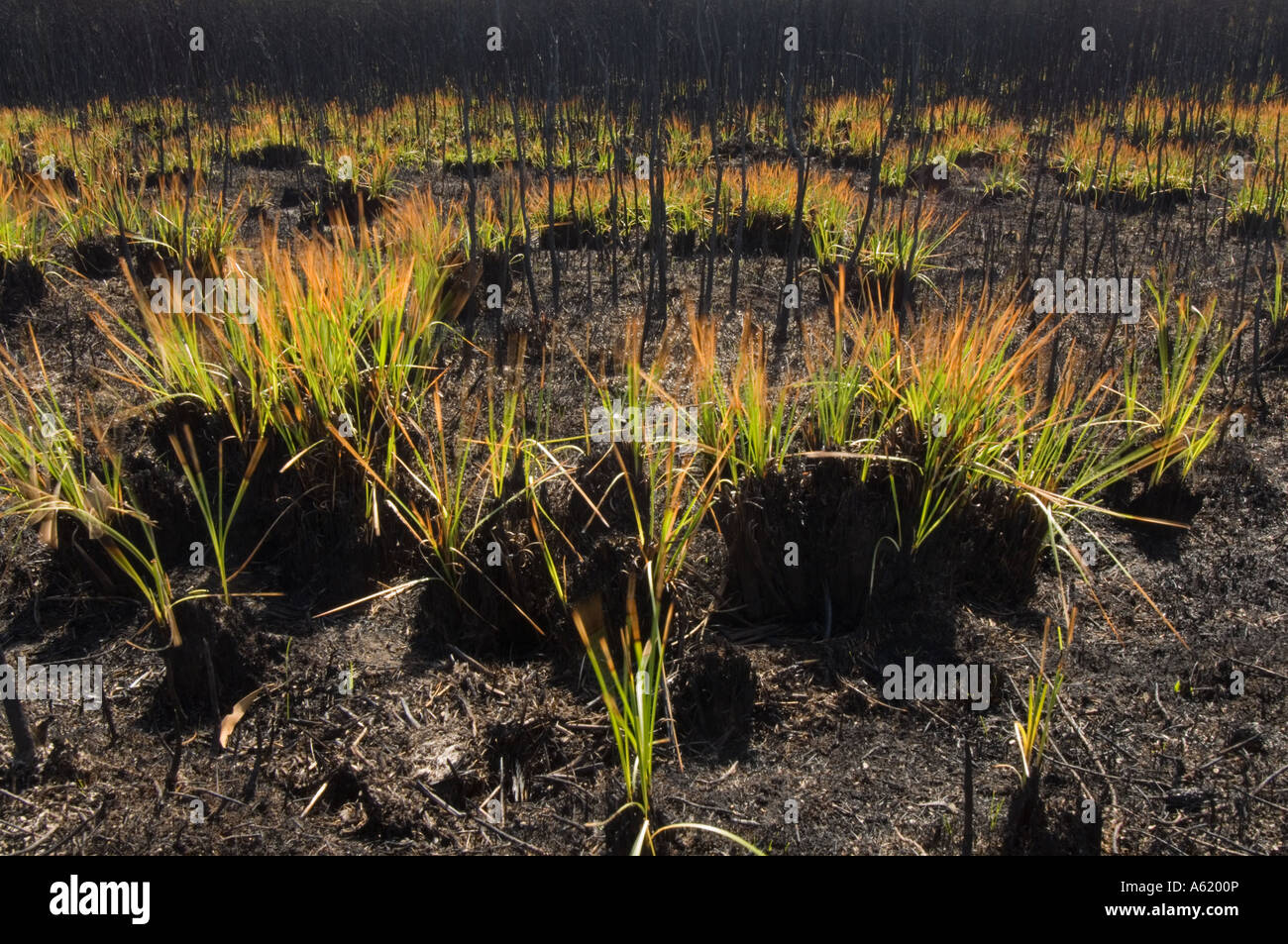 Landscape after fire Strahan Queensland Australia Stock Photo - Alamy
