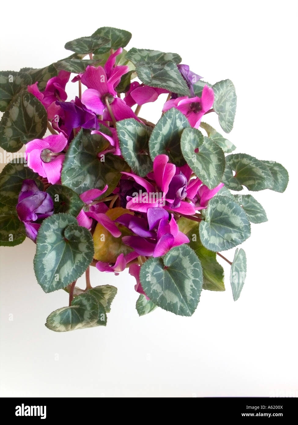 CYCLAMEN CILICIUM CLOSE UP OF PINK purple FLOWER HEADS and plants on a ...