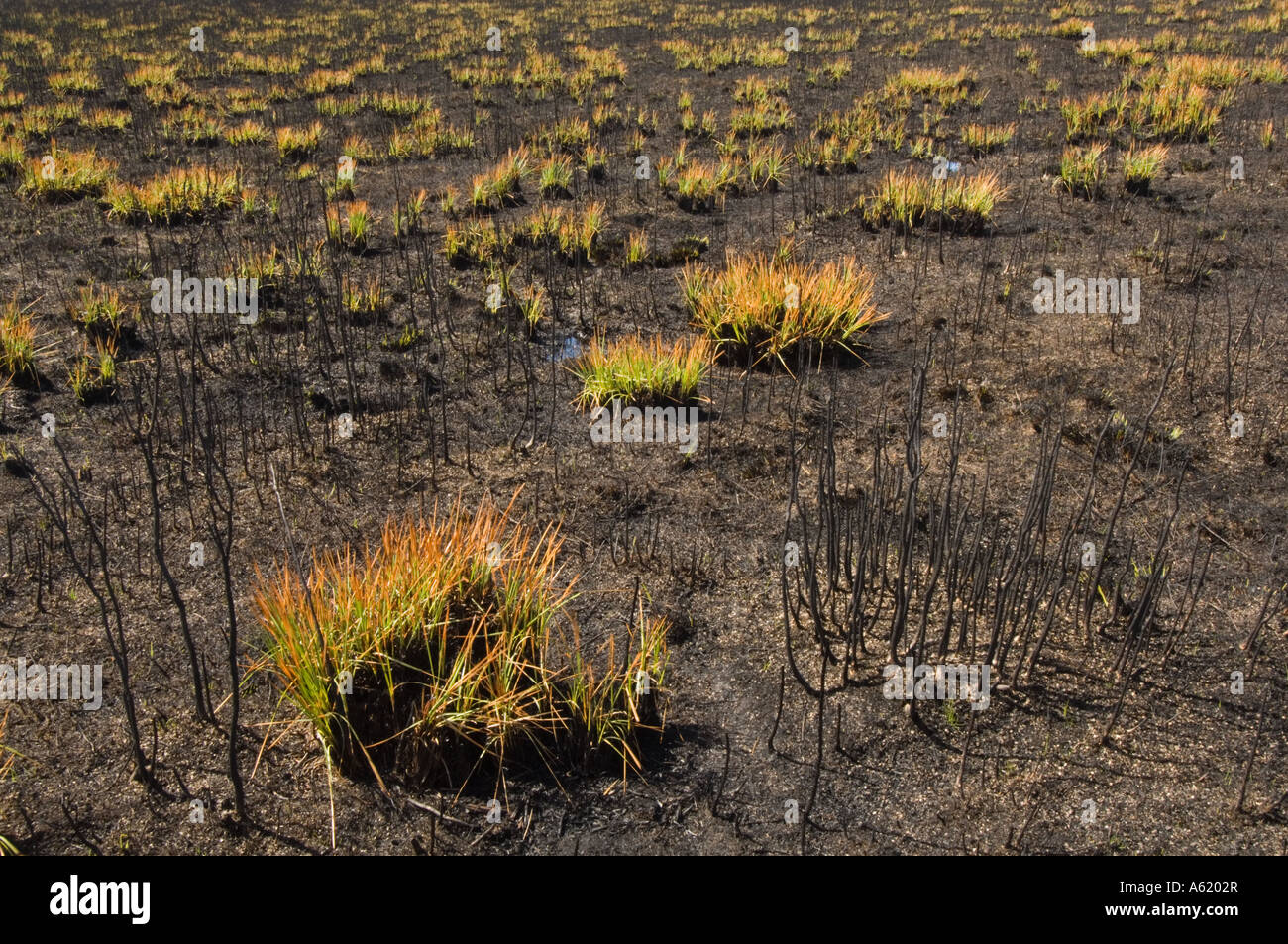 New plant growth after fire Strahan Queensland Australia Stock Photo ...