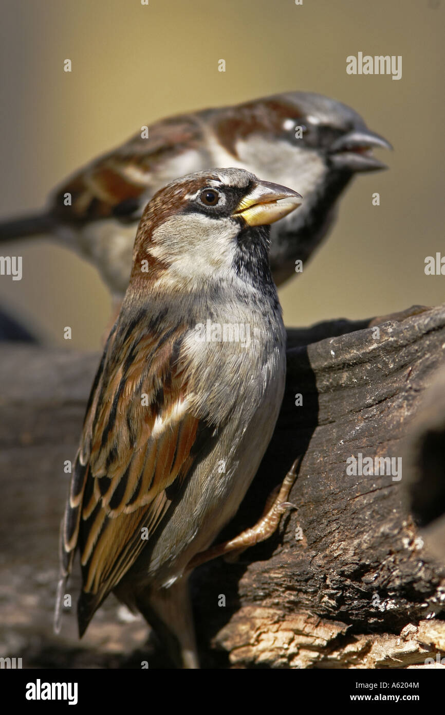 Two sparrows hi-res stock photography and images - Alamy