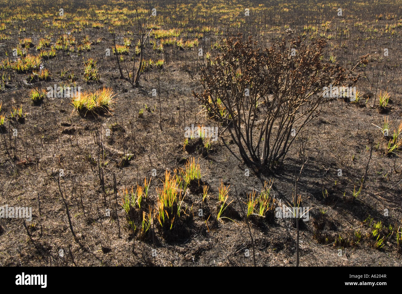 Landscape after fire Strahan Queensland Australia Stock Photo - Alamy
