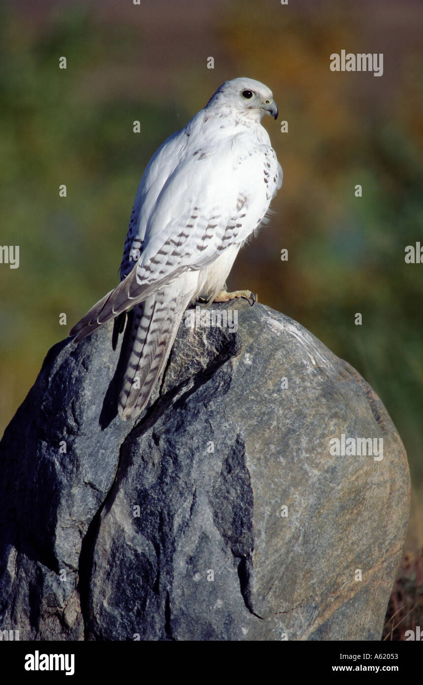 Gyrfalcon Falco rusticolus rare white phase Stock Photo - Alamy