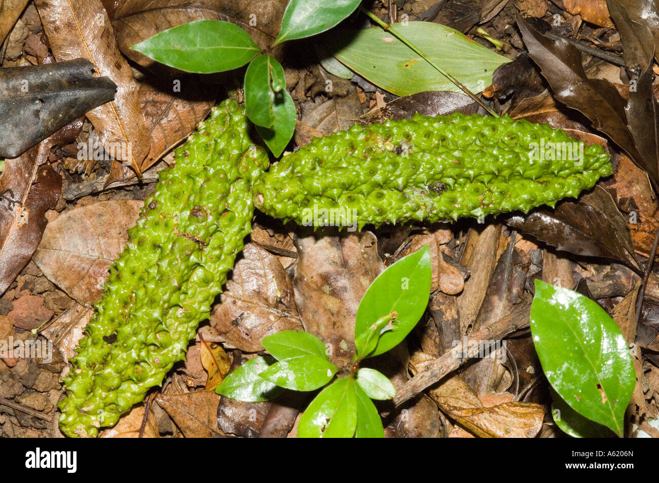 Flindersia bourjotiana hi-res stock photography and images - Alamy