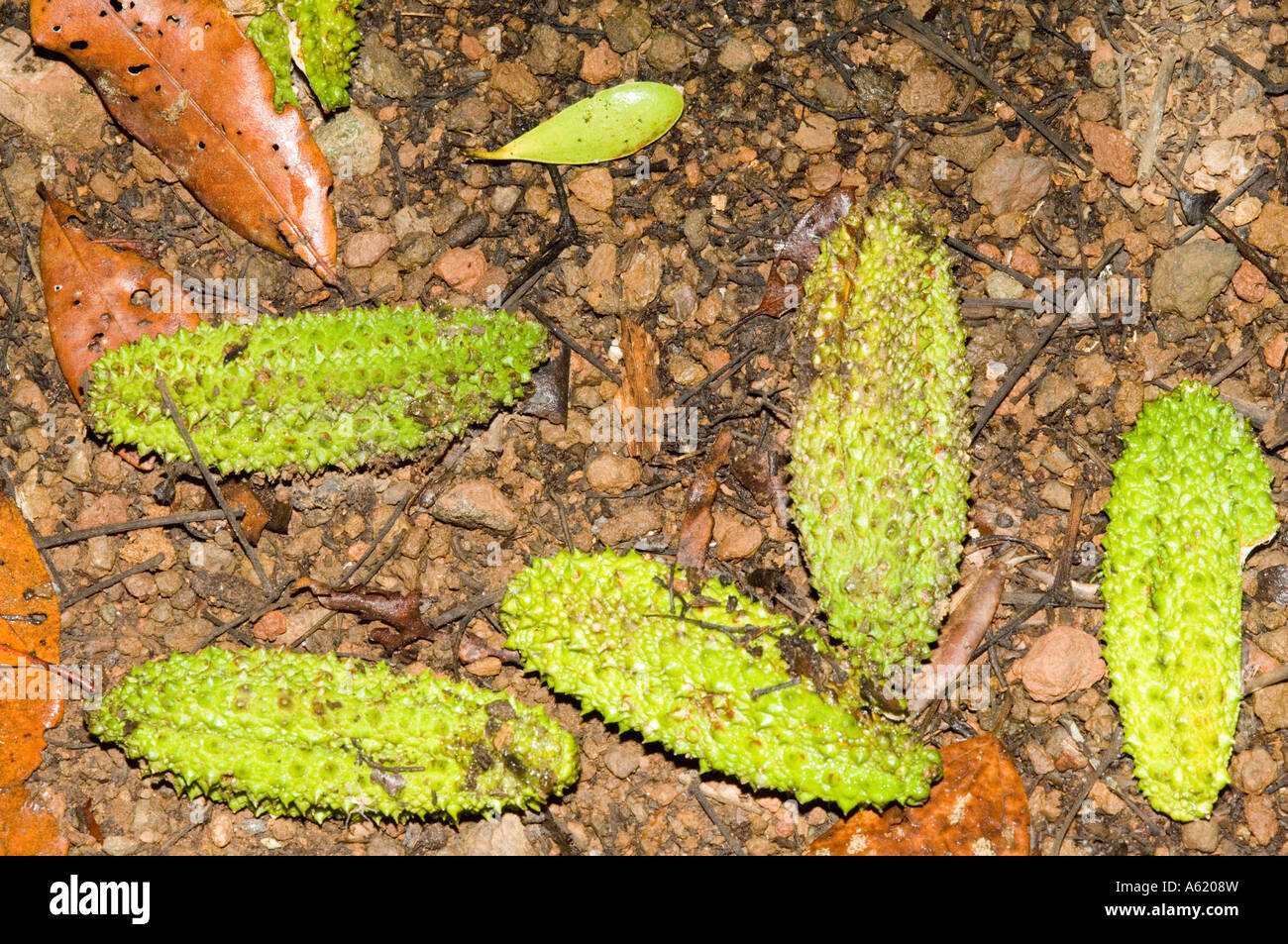 Queensland silver ash tree (Flindersia bourjotiana) fallen fruit ...