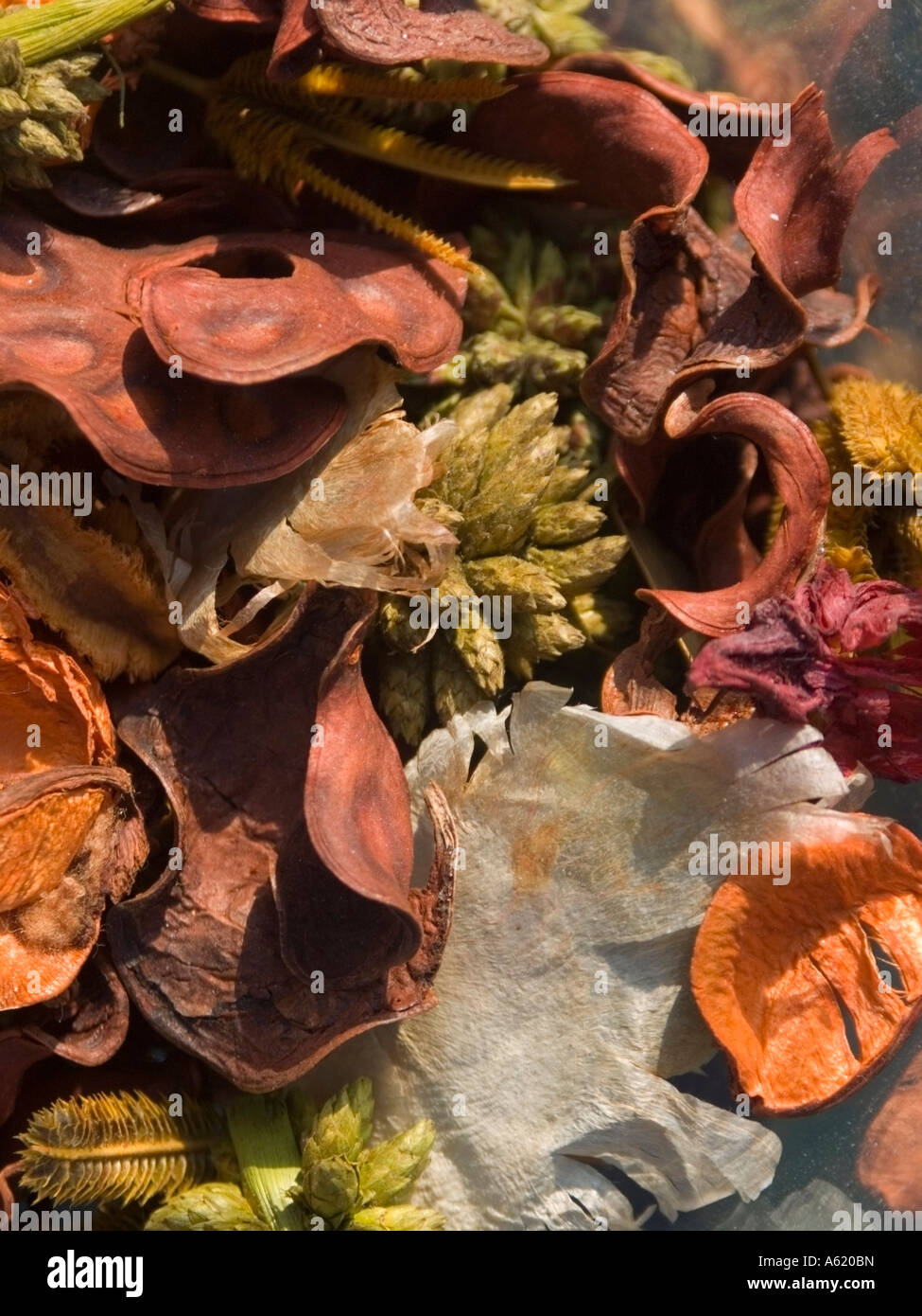 Purri hi-res stock photography and images - Alamy