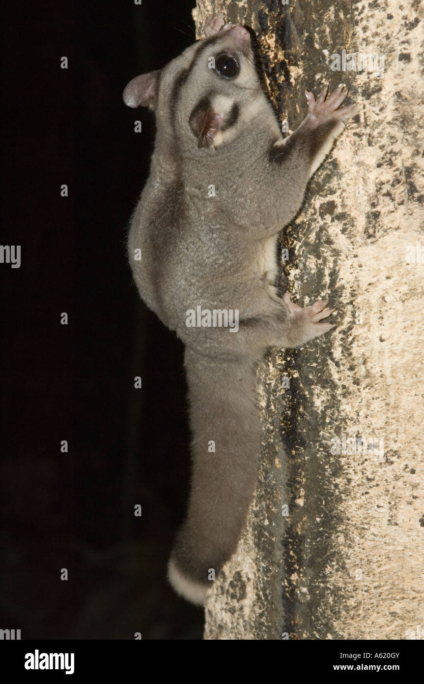 Petaurus breviceps flying hi-res stock photography and images - Alamy