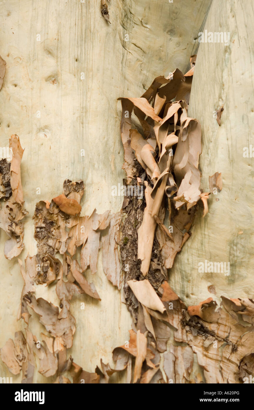 Corymbia torelliana hi-res stock photography and images - Alamy