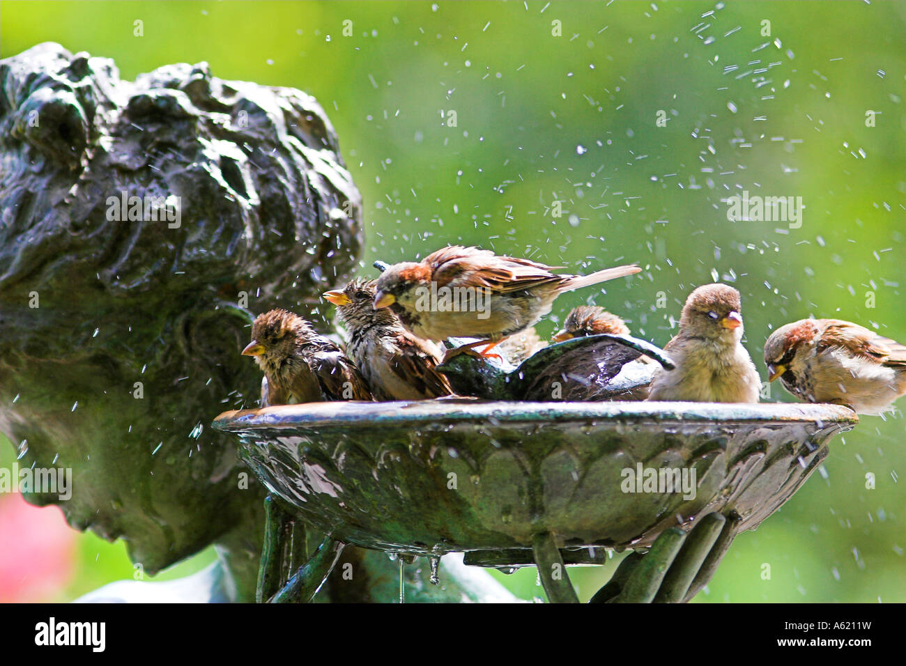 house sparrows in bird bath Stock Photo - Alamy