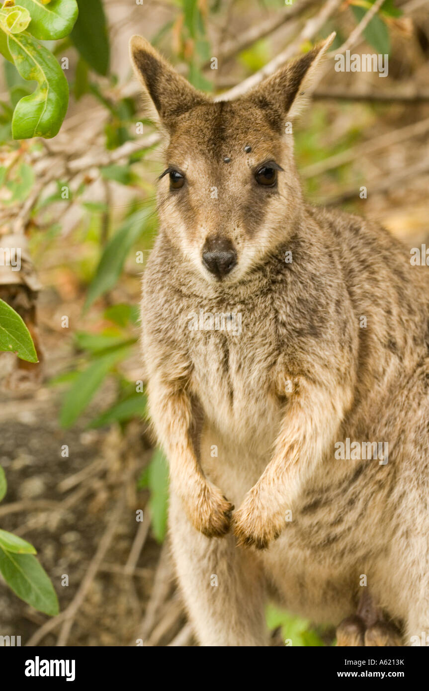 Adult Wallaby High Resolution Stock Photography and Images - Alamy
