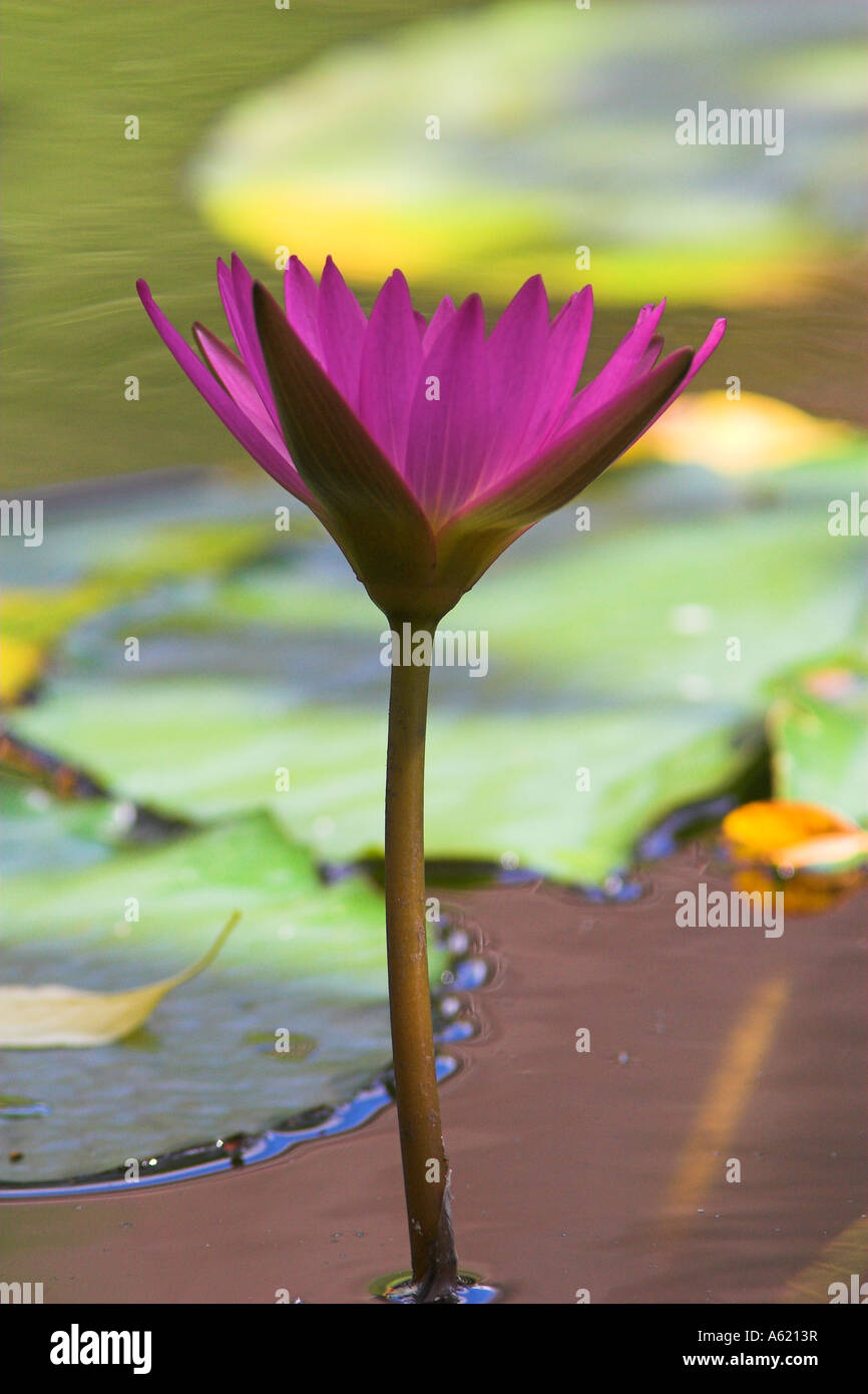 red water lily Stock Photo - Alamy