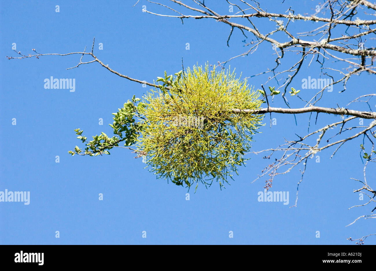 Mistletoe (Viscum) parasitic in tree, Lanin National Park, Argentina ...